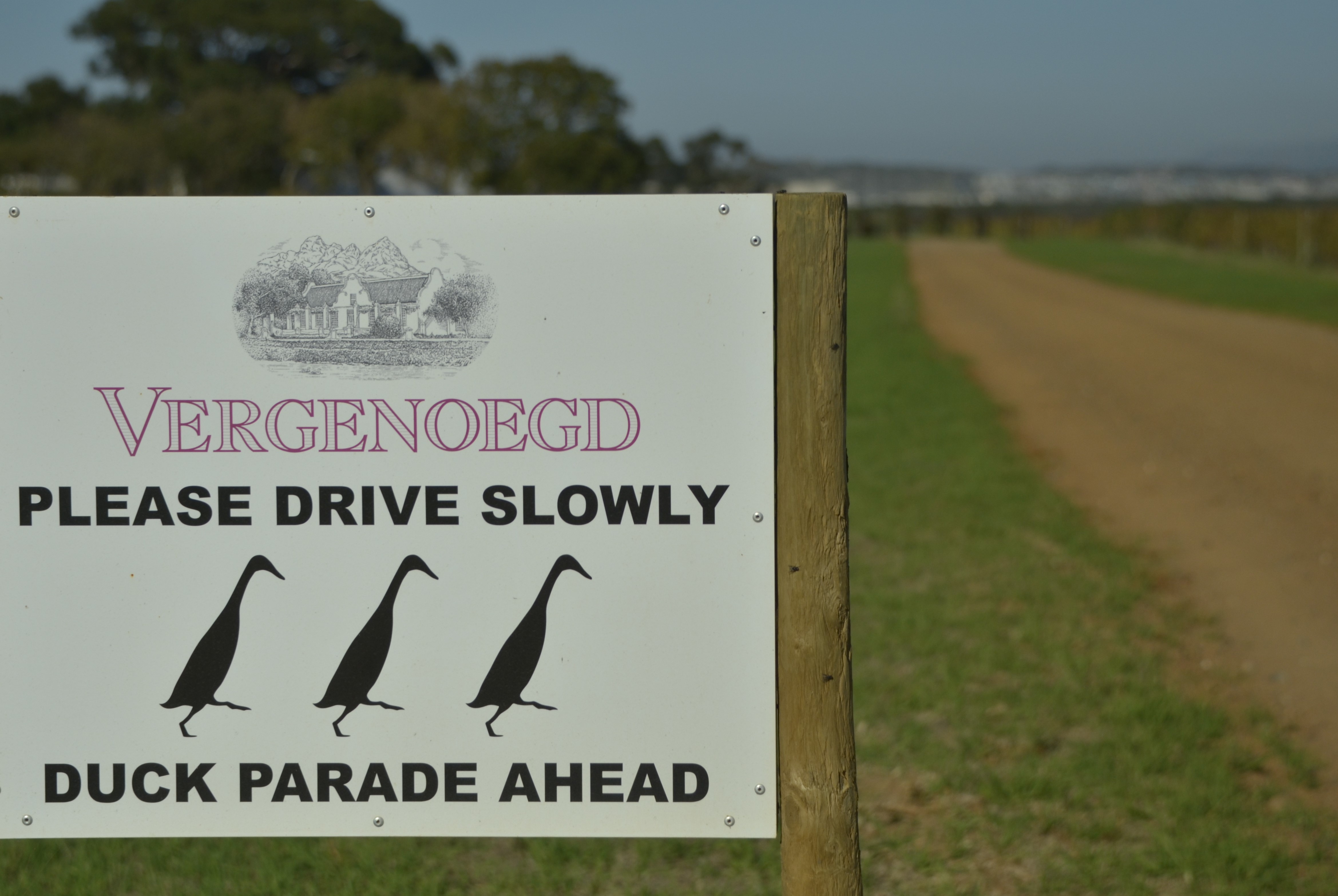 Ducks earn their keep at Vergenoegd – Saarah Survé